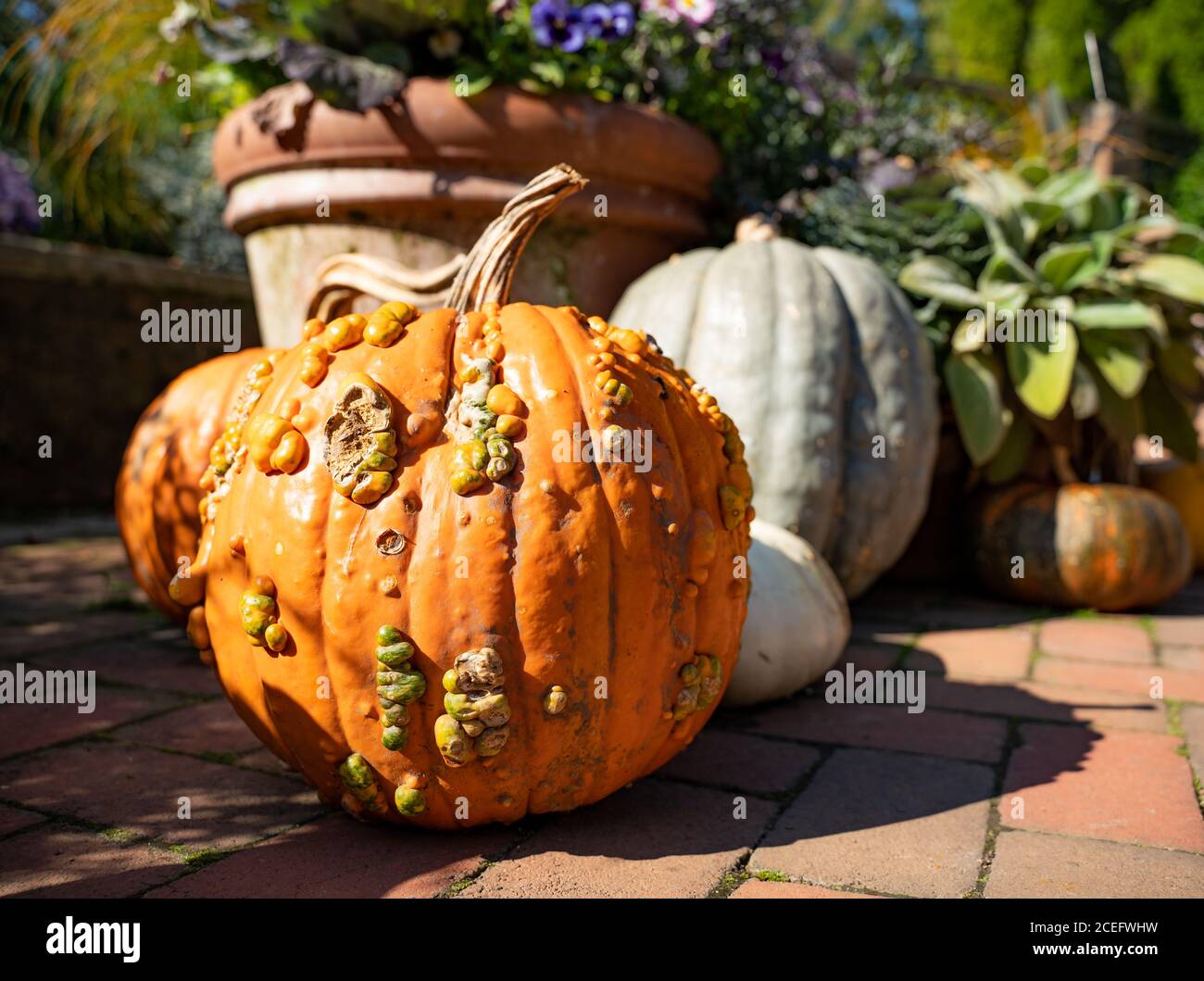 Fall season at the garden hi-res stock photography and images - Alamy