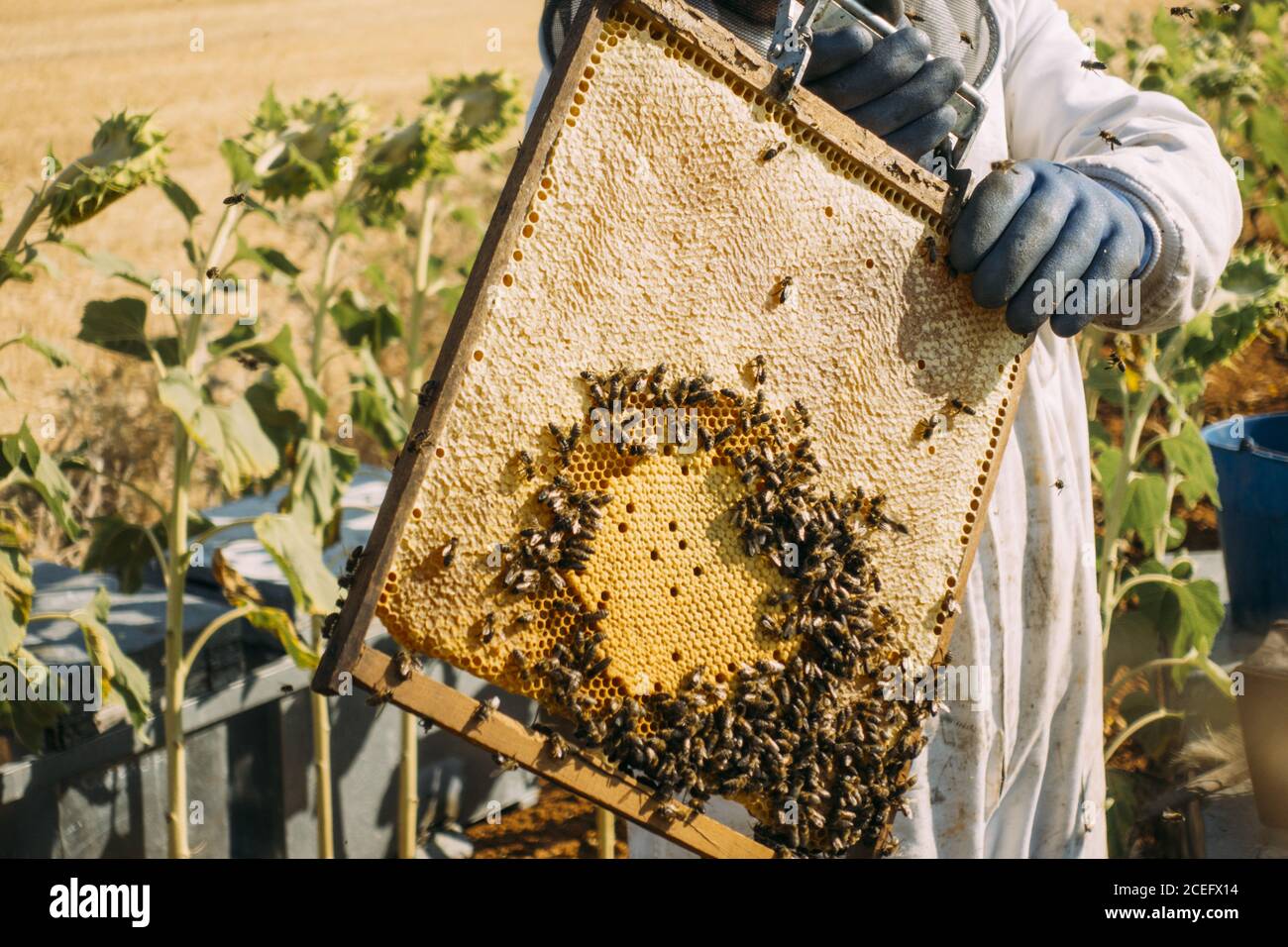Crop unrecognizable beekeeper in hi-res stock photography and images ...