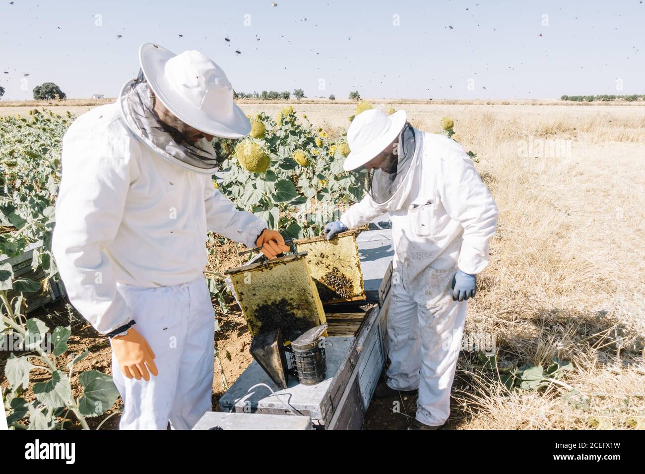 Beekeepers working collect honey beekeeper hi-res stock photography and ...