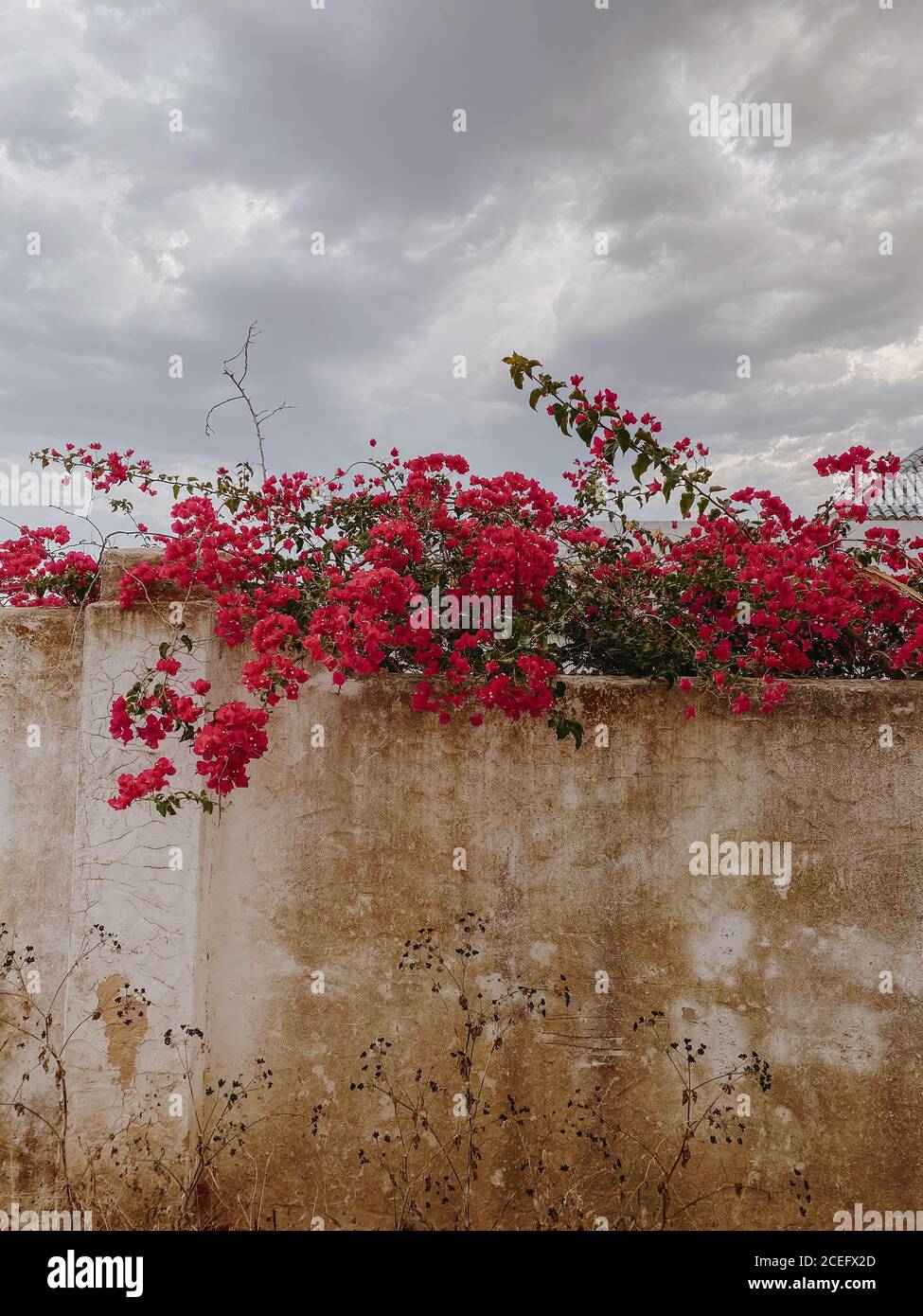 Vertical shot of flower bushes behind a dirty wall under a cloudy sky ...