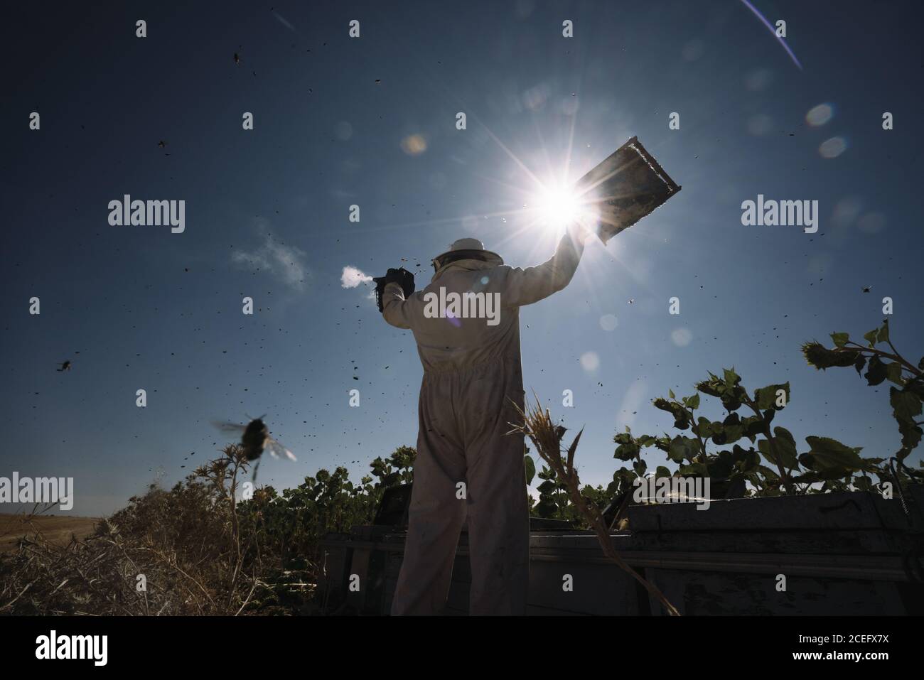 back view of Beekeeper with honey bee swarm up Stock Photo - Alamy