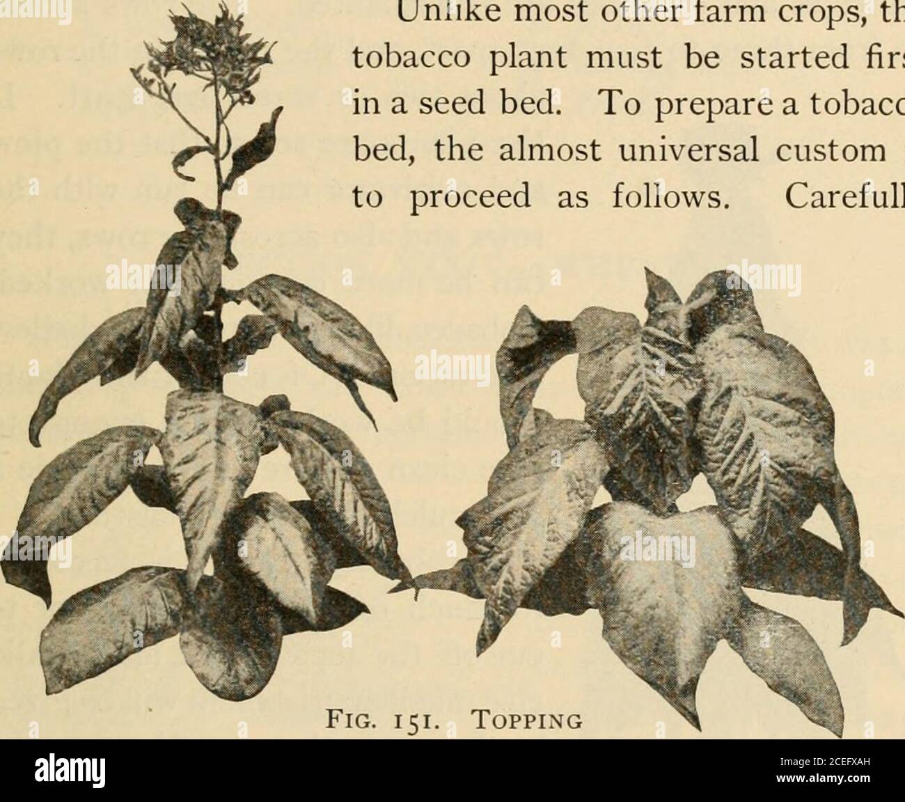 Tobacco roots hi-res stock photography and images - Alamy