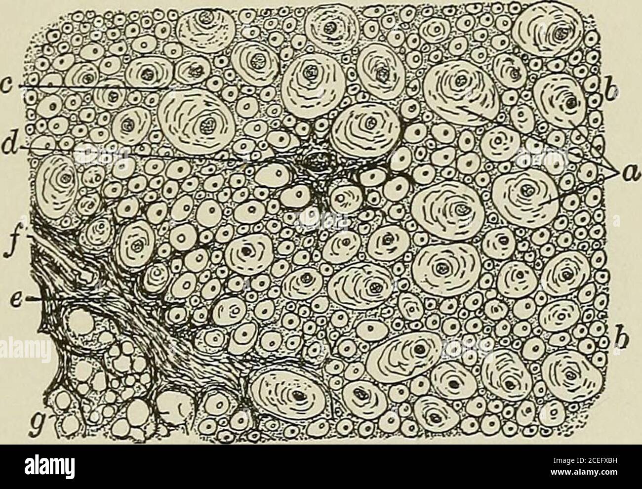 . Text-book of normal histology: including an account of the ...