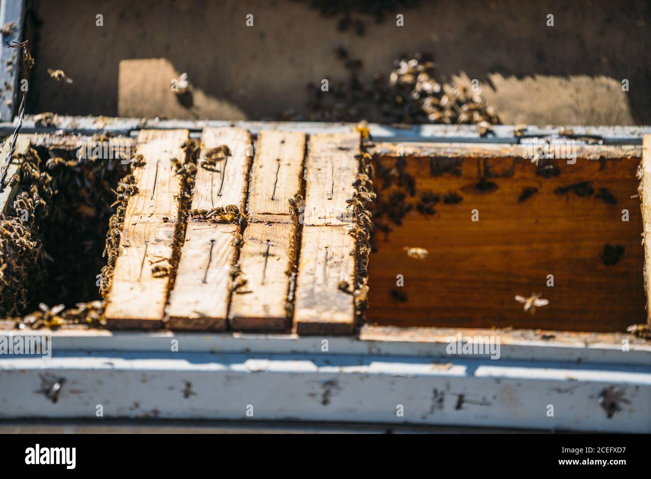 box for collecting honey Stock Photo - Alamy