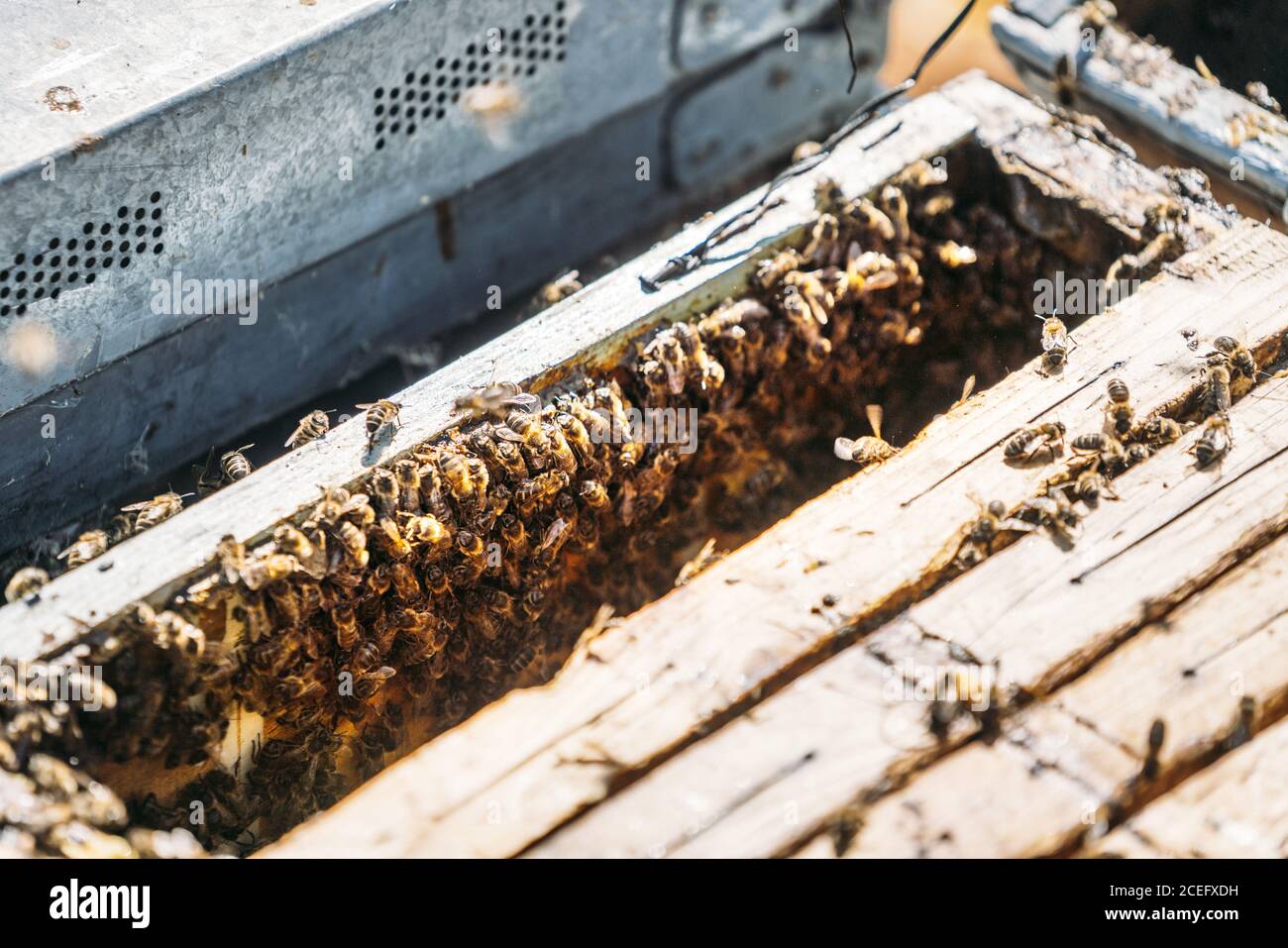 box for collecting honey Stock Photo - Alamy
