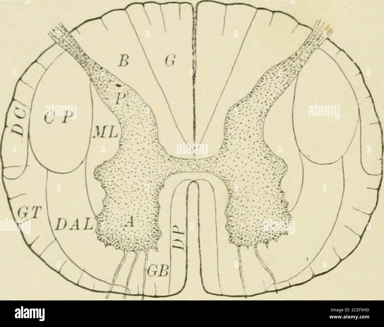 . Text-book of normal histology: including an account of the ...