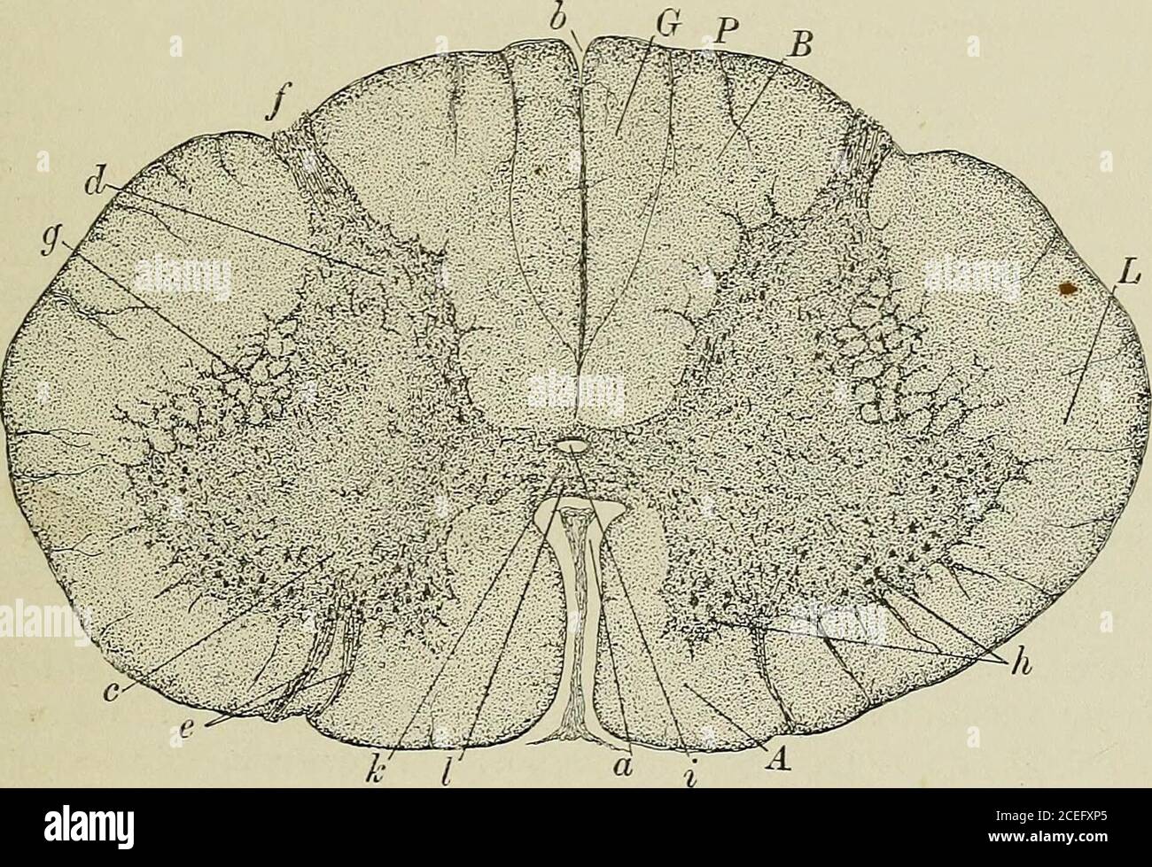 Root system associated hi-res stock photography and images - Alamy