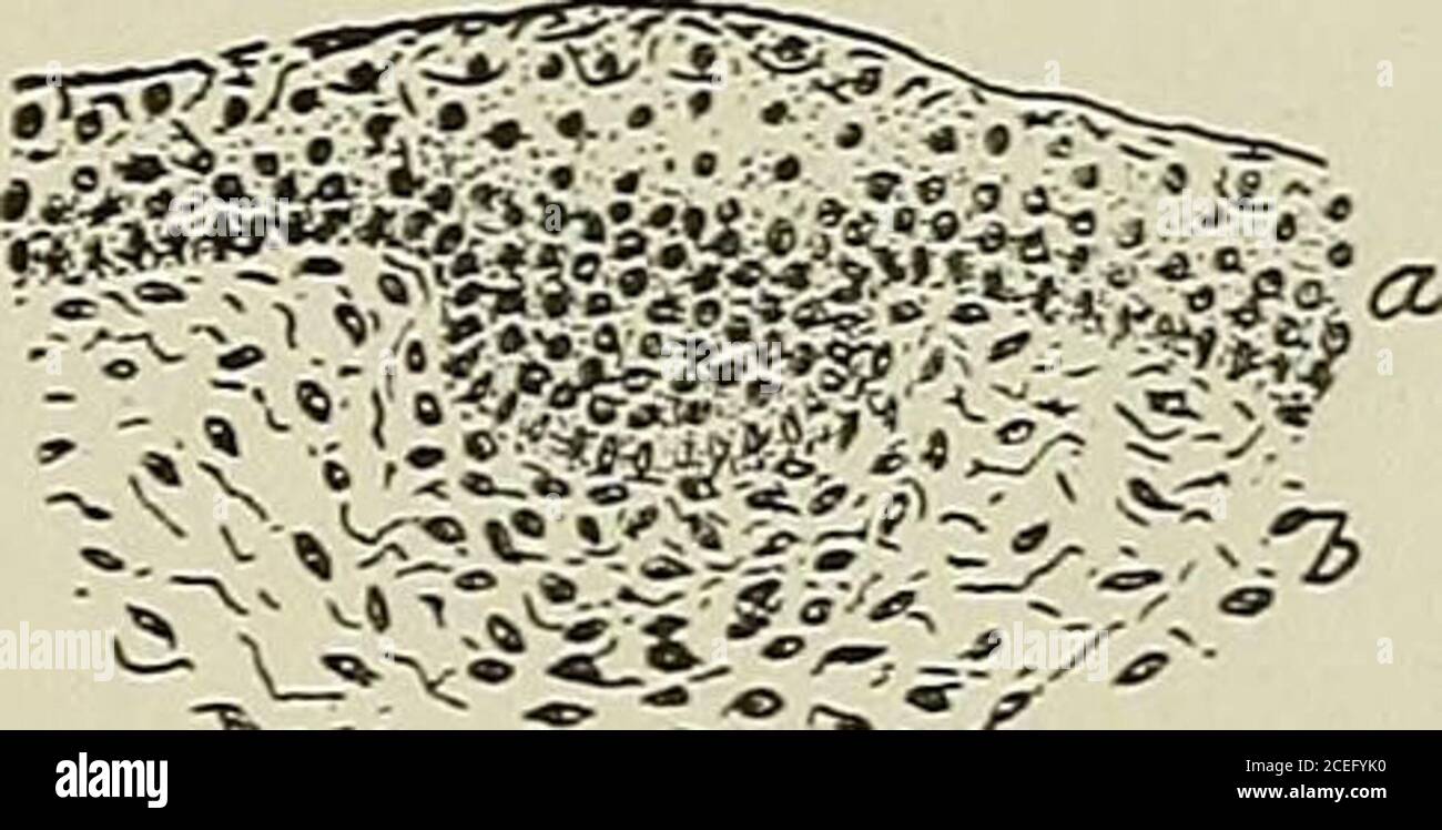 Lunula nail hi-res stock photography and images - Alamy