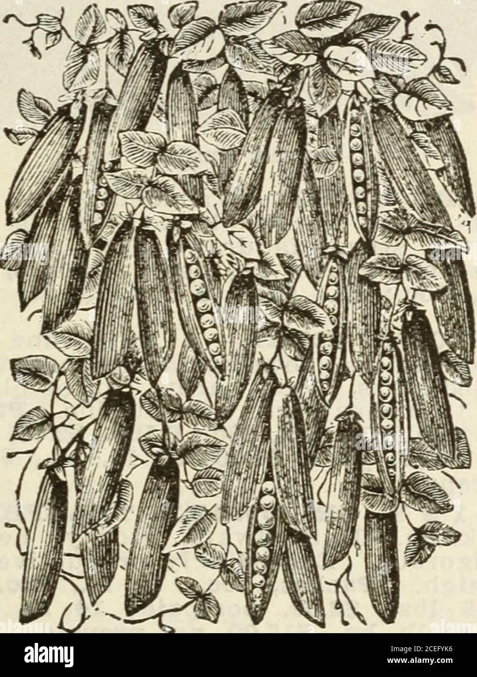 Can marrow fat peas hi-res stock photography and images - Alamy