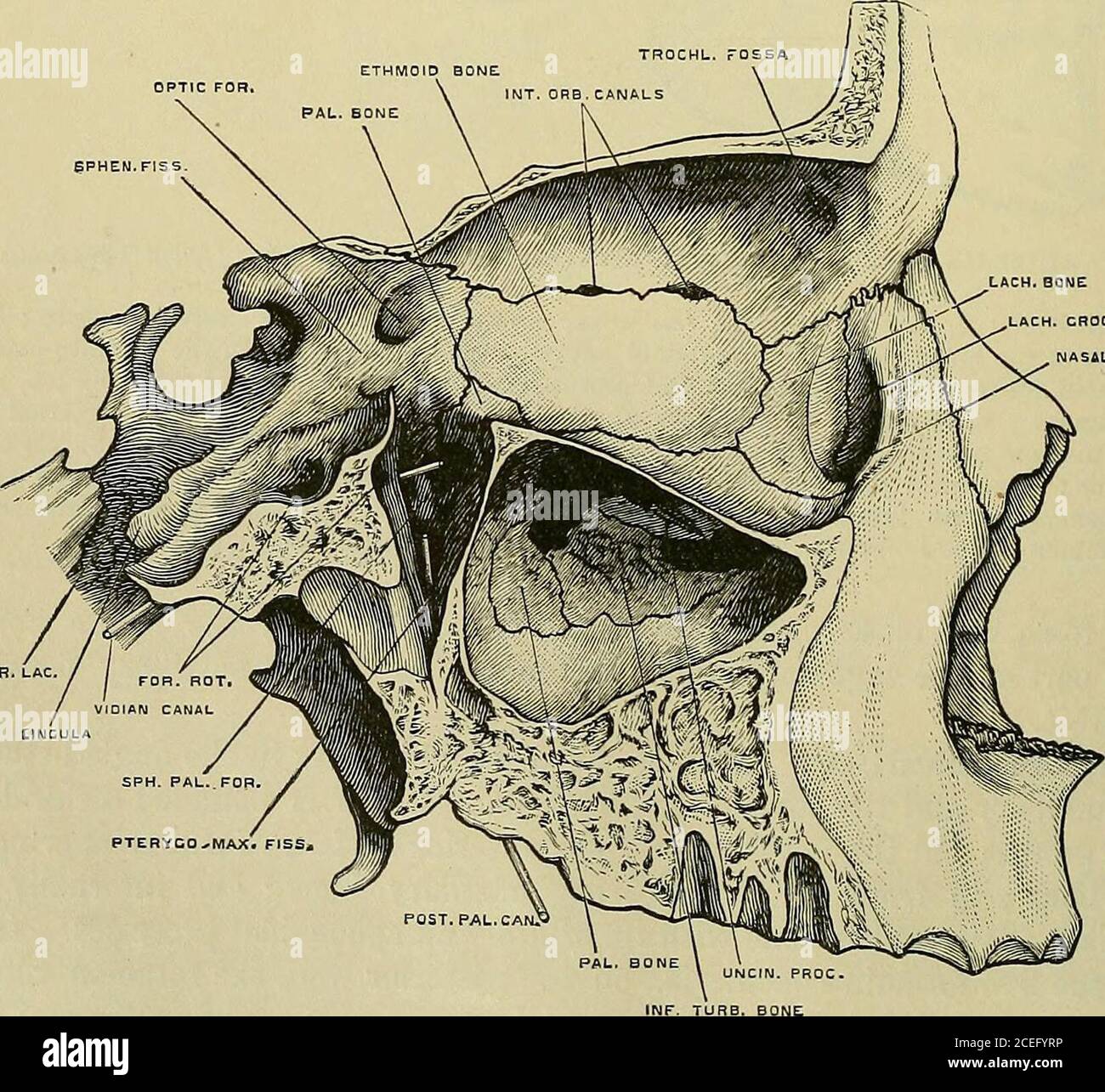 . Quain's Elements of anatomy. INFRAORS. GROOVEPTERVCO-MflX. riss. NO ...