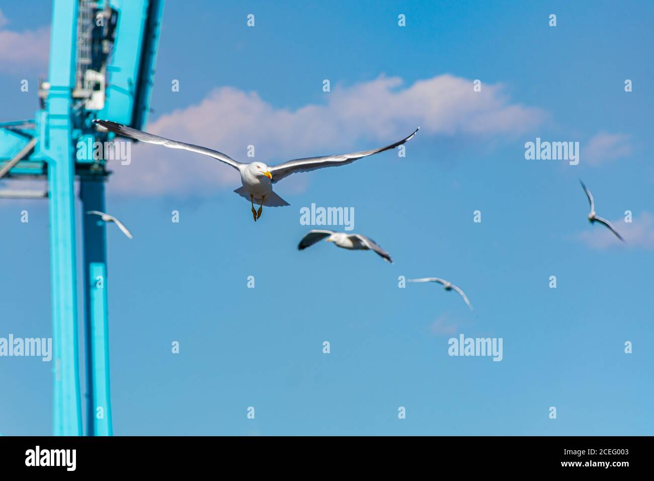 Front view of a seagull flying in the foreground and several behind out ...