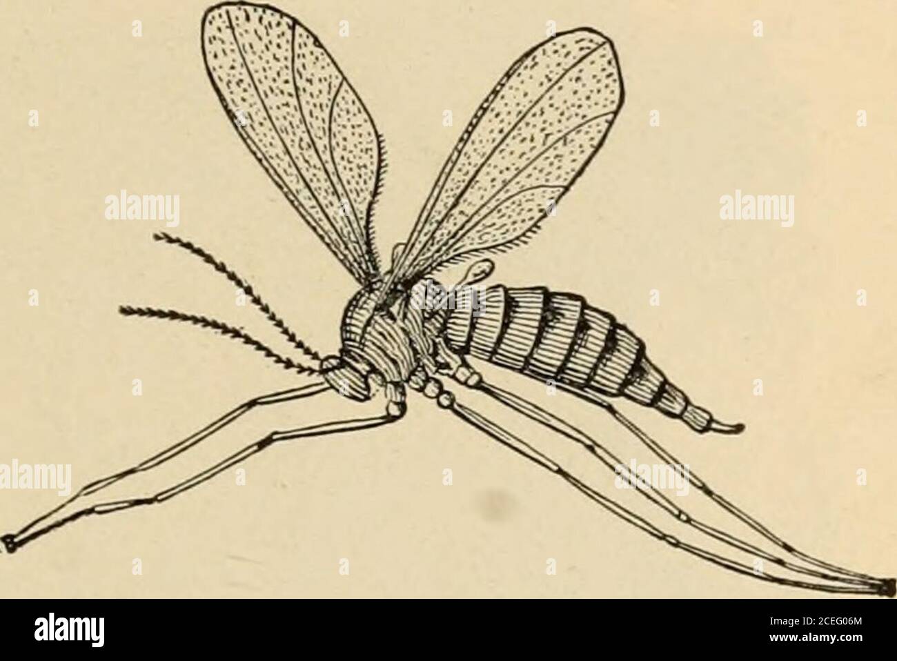 . Agriculture for beginners. Fig. 138. Flea-Beetle AND Larva Lines on ...