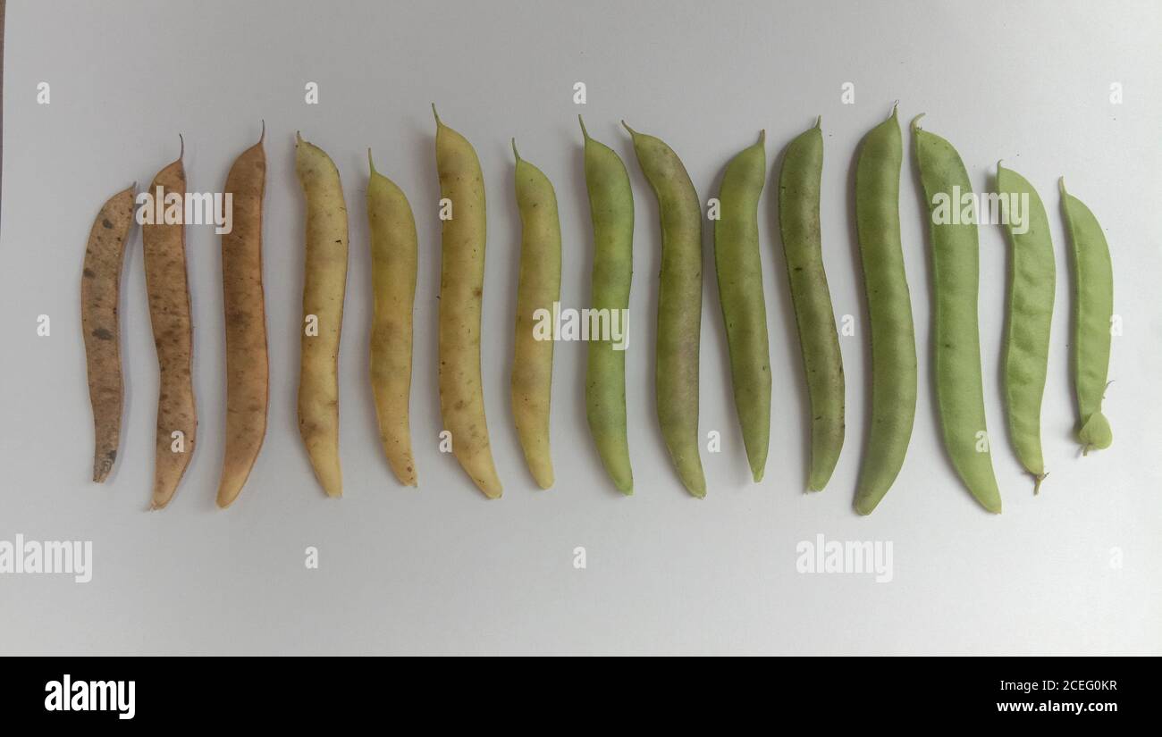 the circle of life for the peas from green fruit to brown Stock Photo ...