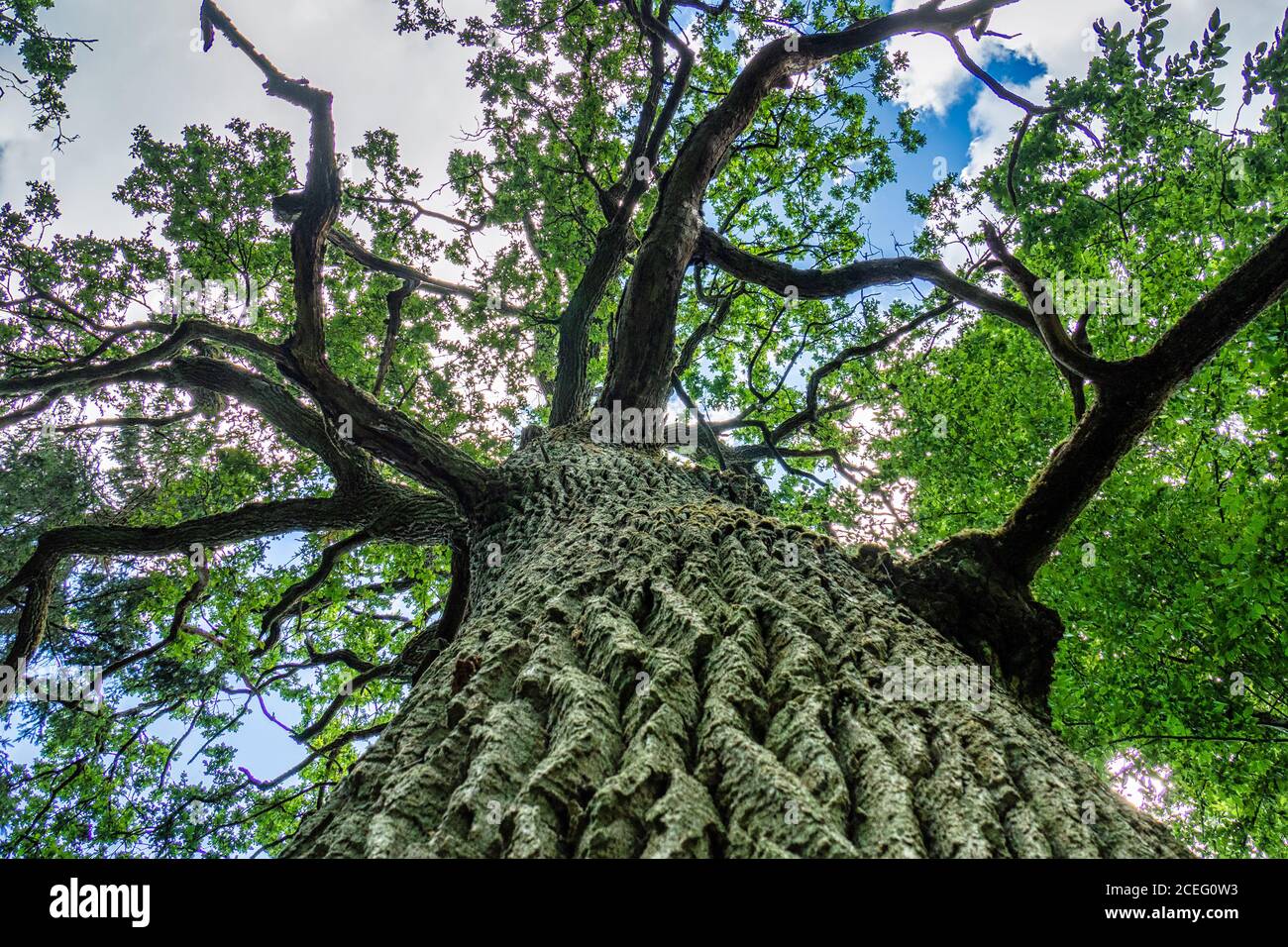 The Trunk of an Old Oak Tree. Lower Angle Stock Photo - Alamy