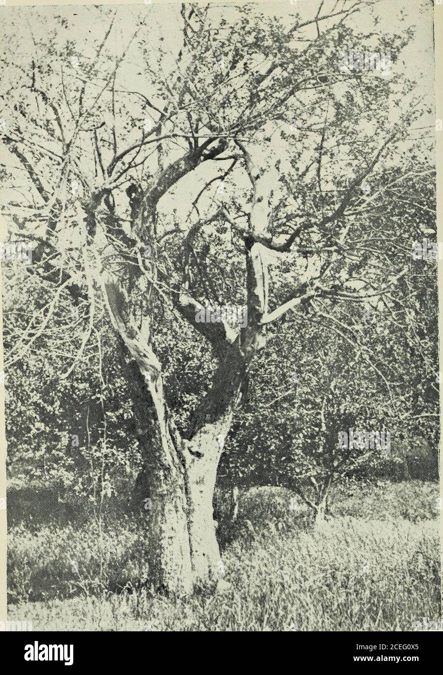 . Maine in history and romance. Apple Tree Planted by Sarah Colburn ...