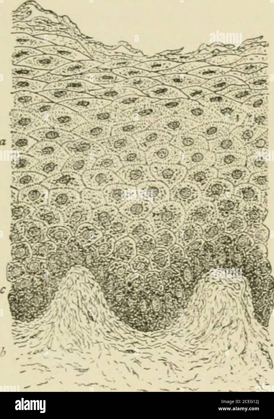 . Text-book of normal histology: including an account of the ...