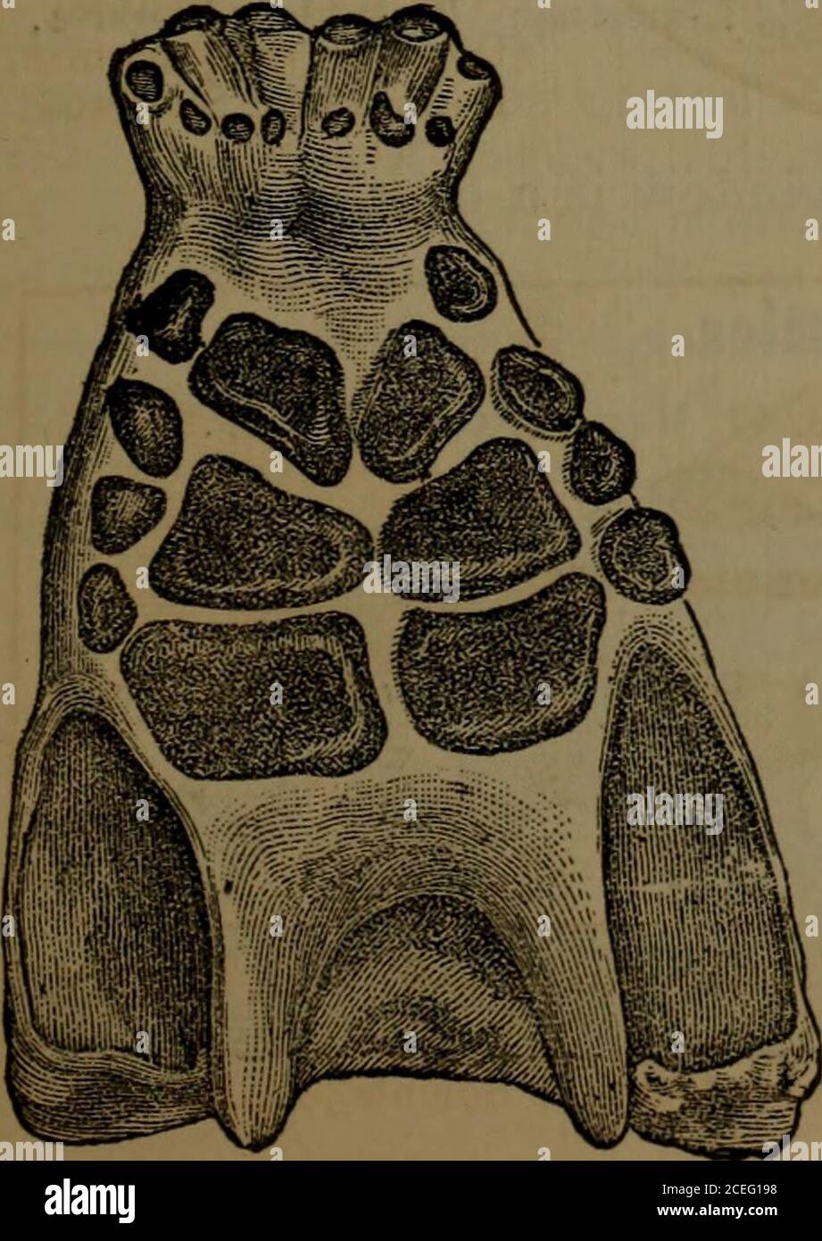 Placodus gigas hi-res stock photography and images - Alamy