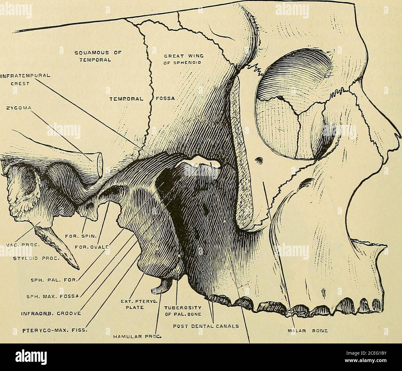 Maxillary process of zygomatic bone hi-res stock photography and images ...