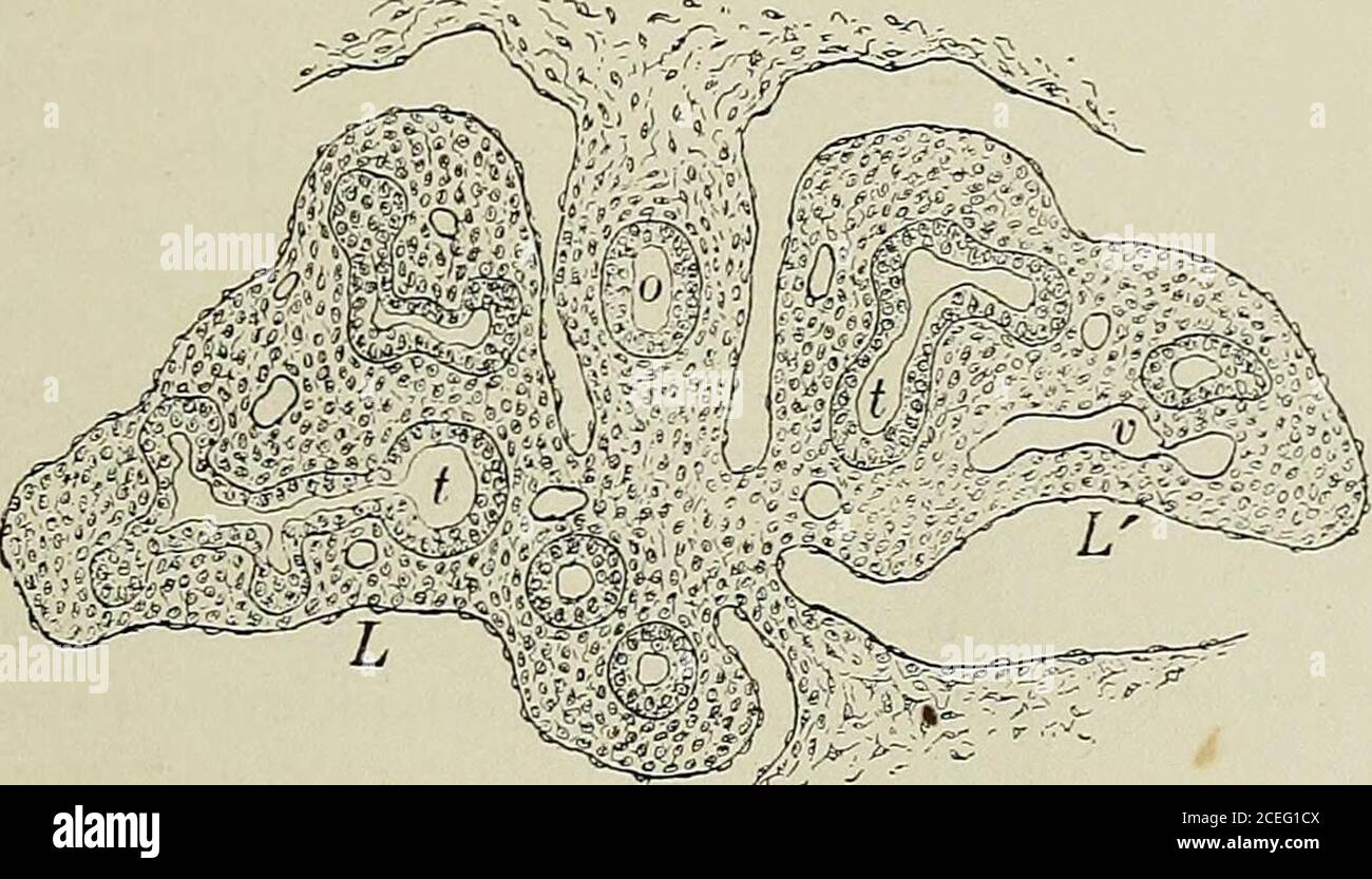 Bronchial Tree Histology
