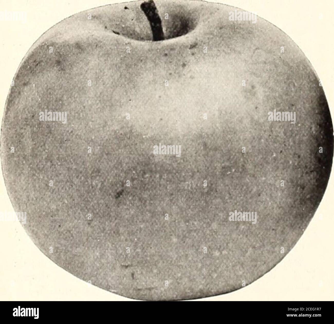 Heaviest apple, fruit hi-res stock photography and images - Alamy
