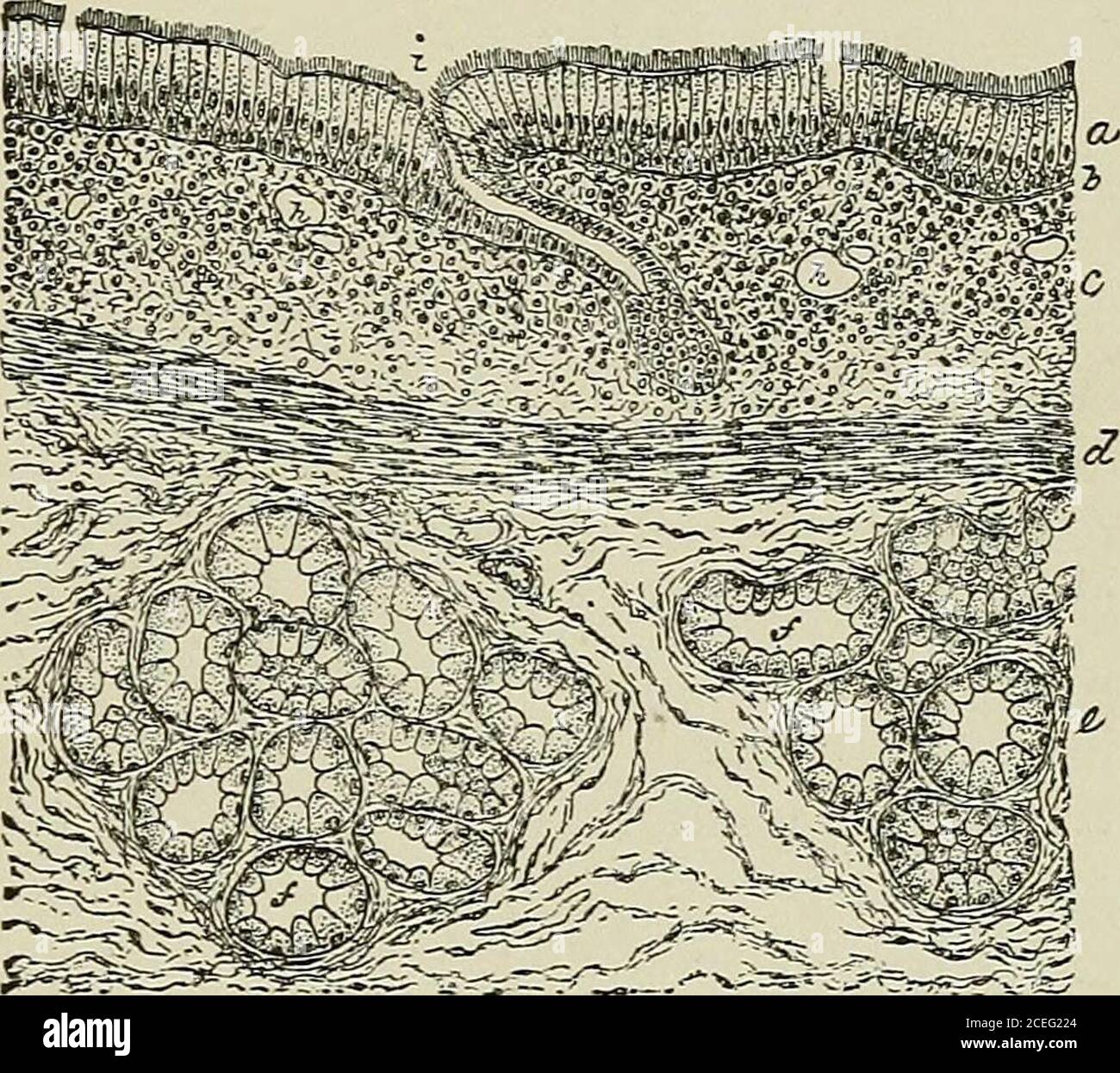 . Text-book of normal histology: including an account of the ...