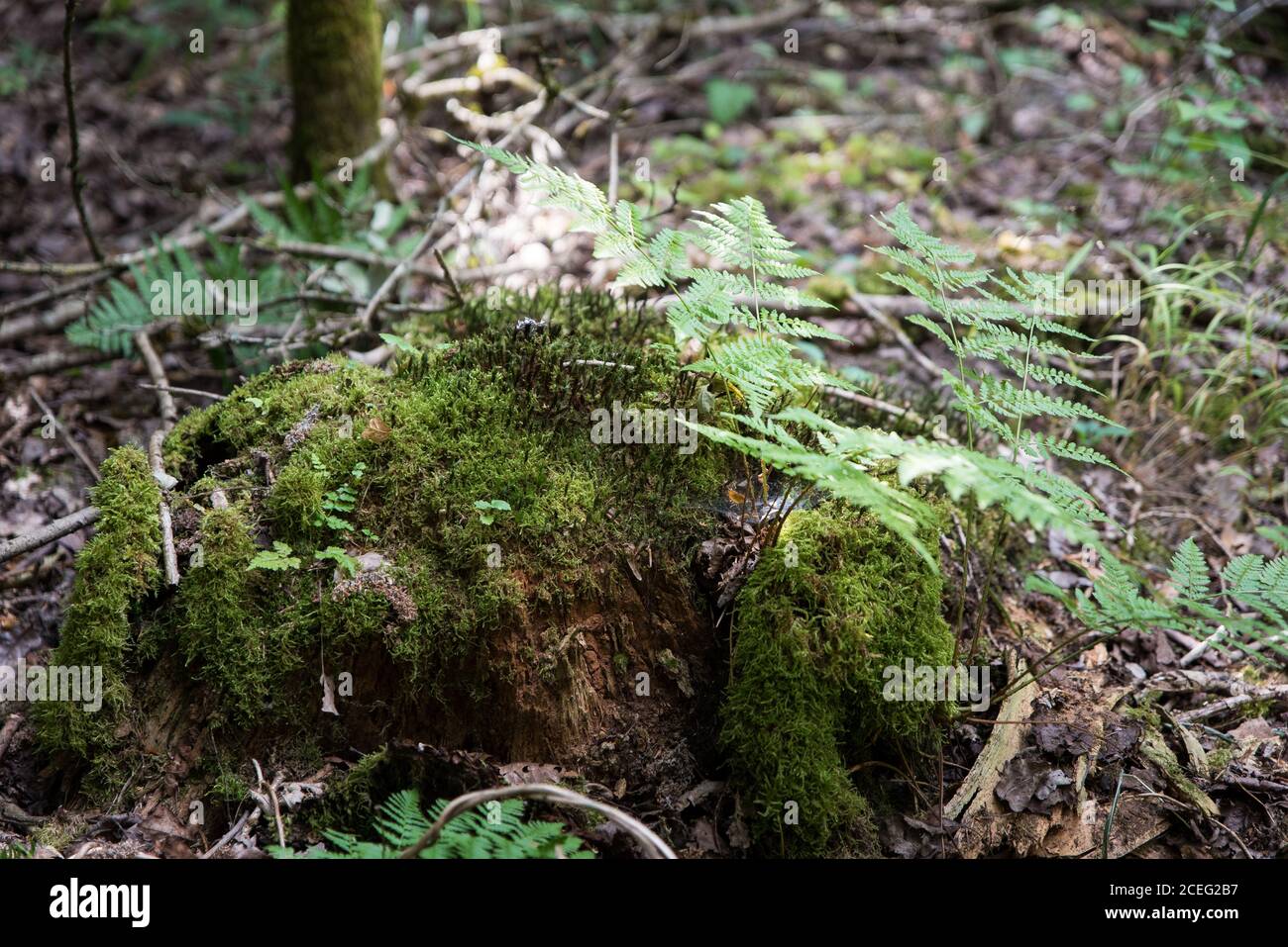 Wood ferns on new hi-res stock photography and images - Alamy