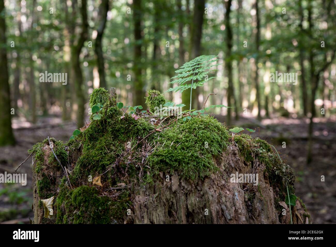Life Cycle Of Ferns High Resolution Stock Photography and Images - Alamy