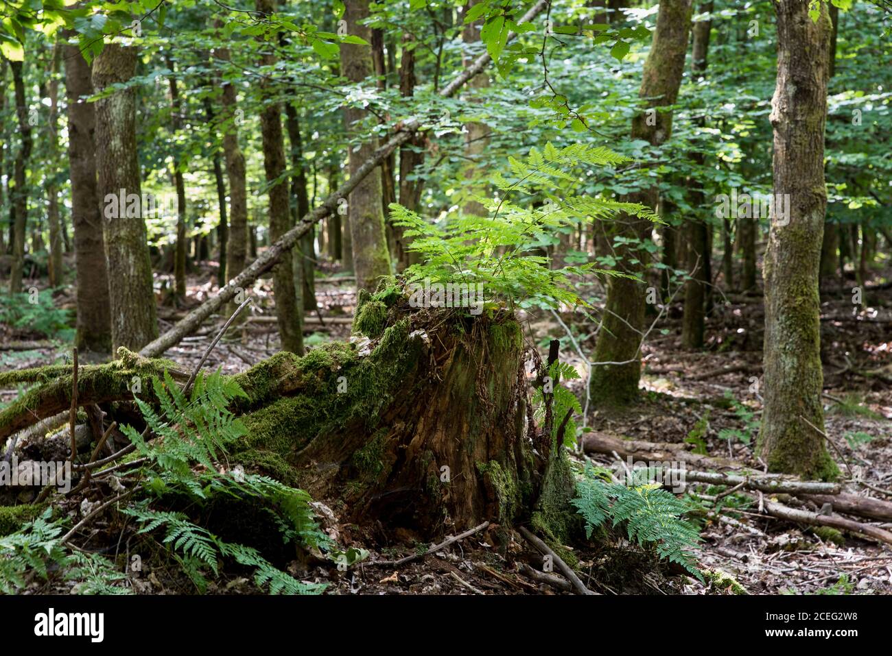 Wood ferns on new hi-res stock photography and images - Alamy