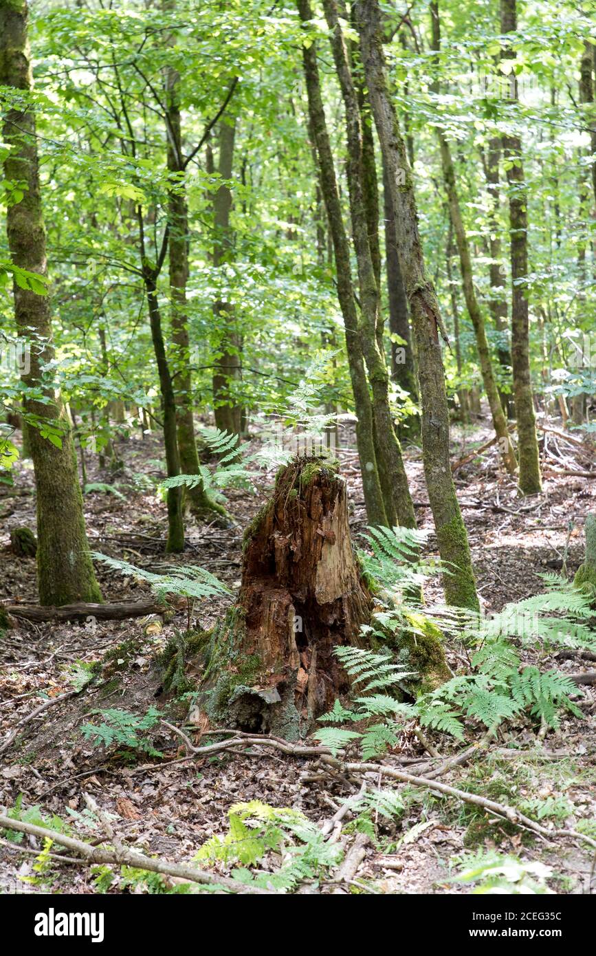 new fern growing on dead tree Stock Photo - Alamy