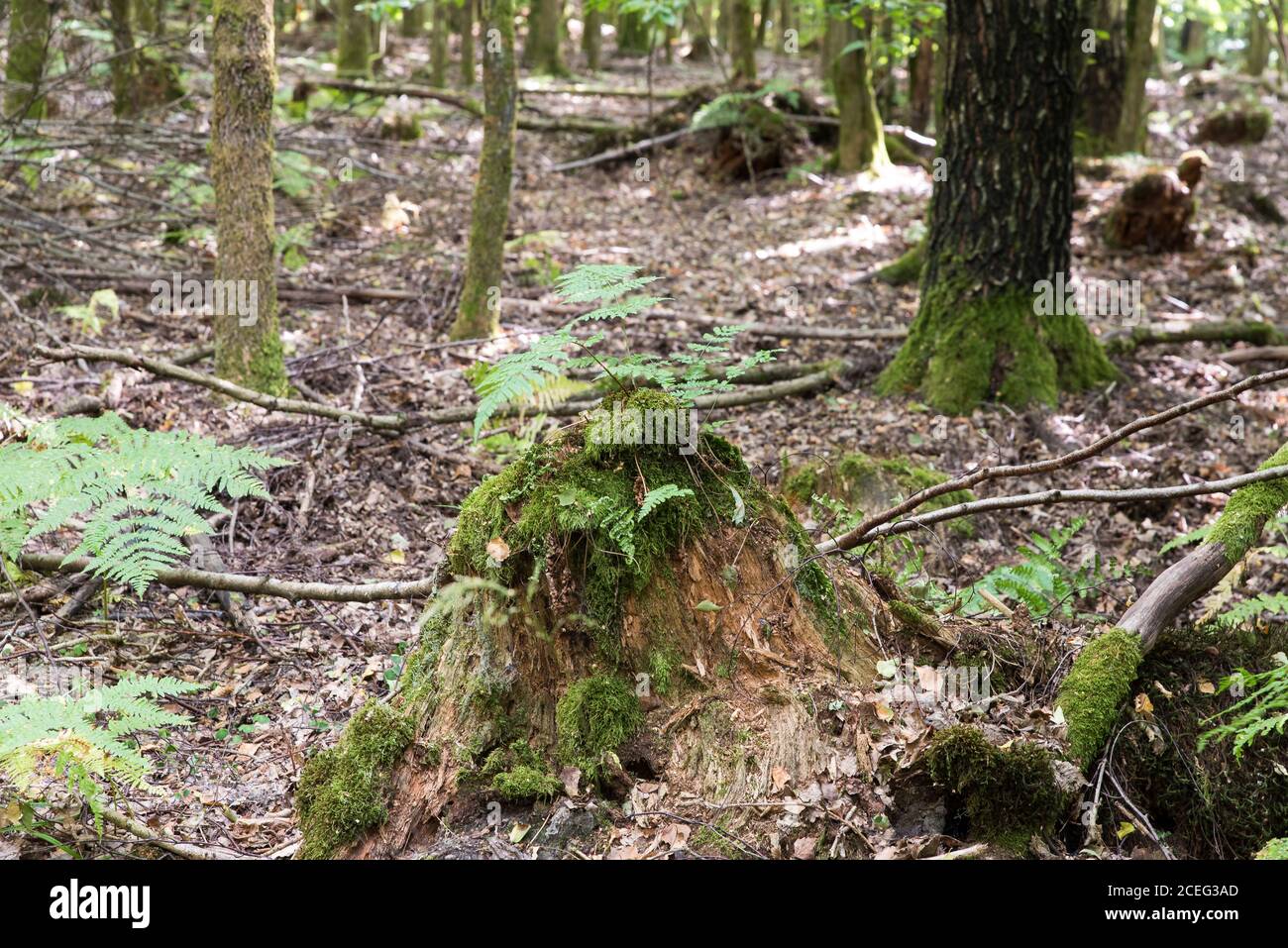 Life Cycle Of Ferns High Resolution Stock Photography and Images - Alamy