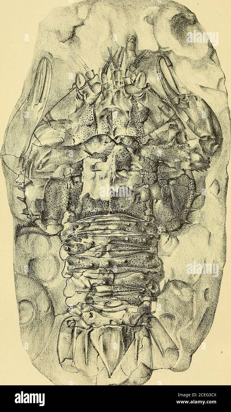 . Geological magazine. on composing this part of thegeological column ...