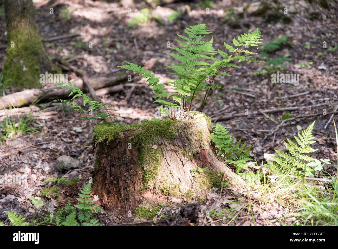 Life cycle of ferns hi-res stock photography and images - Alamy