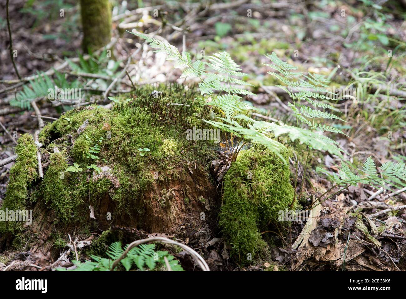 Life Cycle Of Ferns High Resolution Stock Photography and Images - Alamy