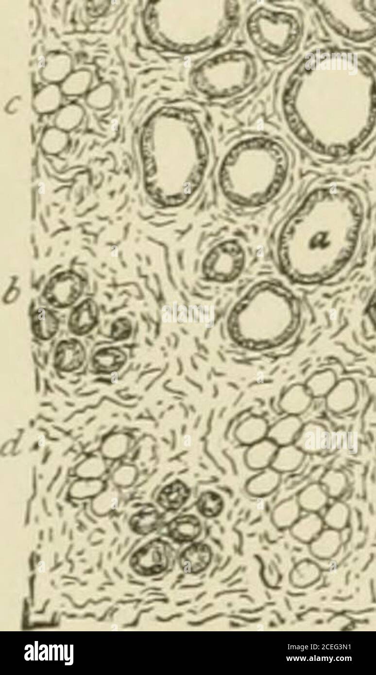 Lactiferous ducts hi-res stock photography and images - Alamy