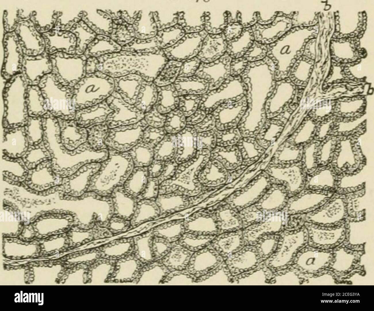 Normal skin histology hi-res stock photography and images - Alamy