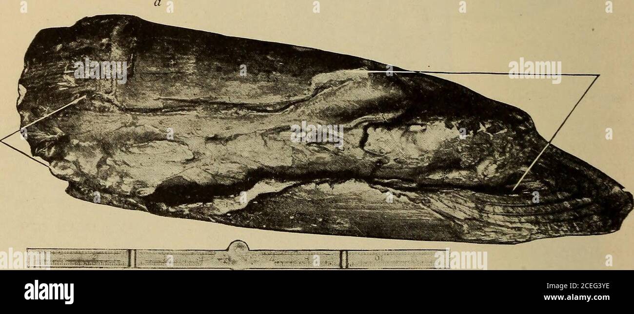 Calcified structure hi-res stock photography and images - Alamy