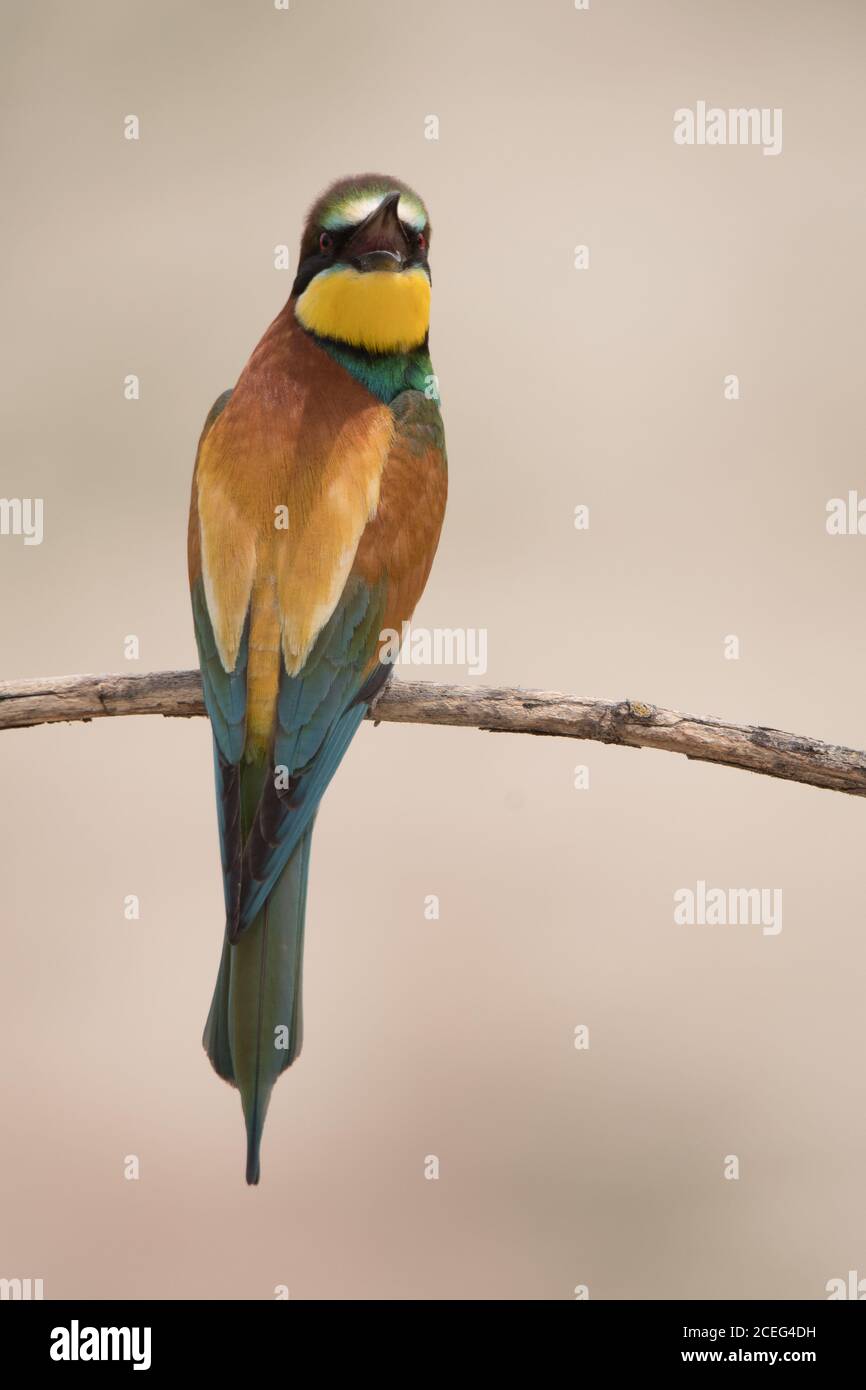 Bird standing on tree branch Stock Photo - Alamy