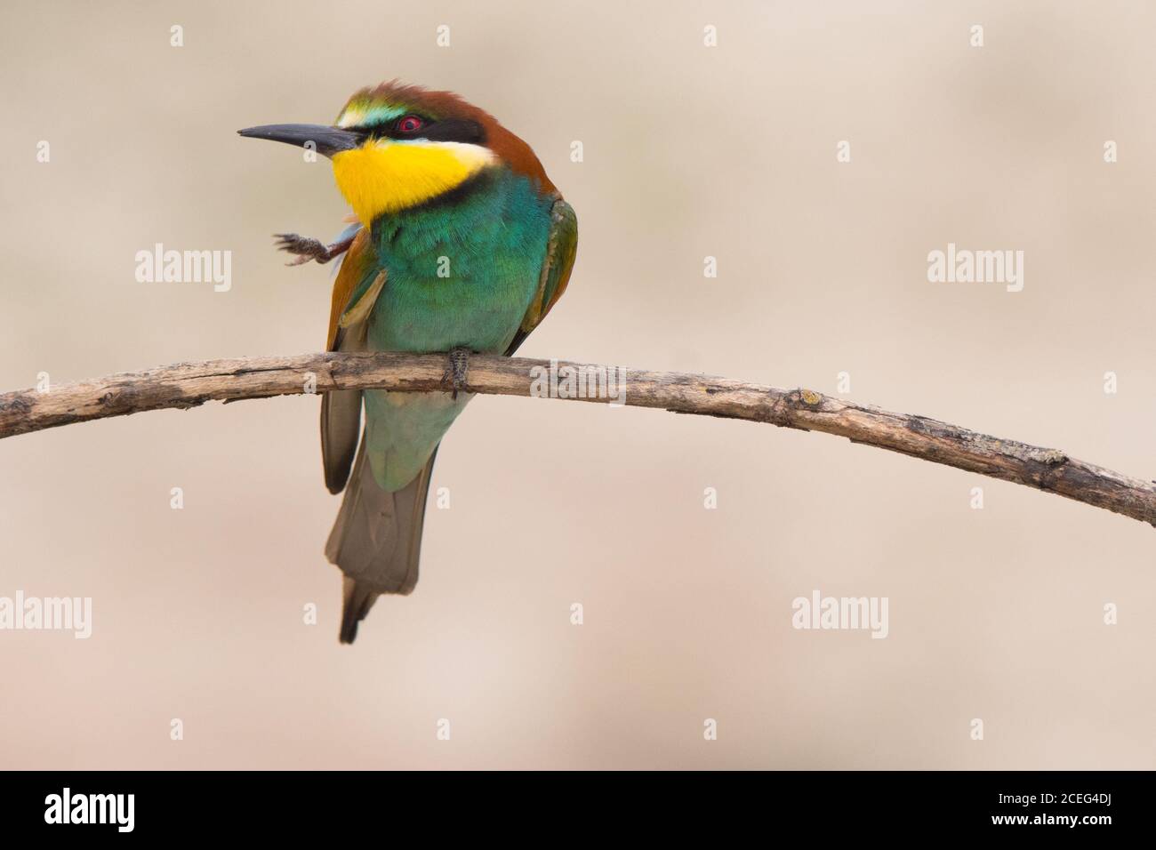 Bird standing on tree branch Stock Photo - Alamy