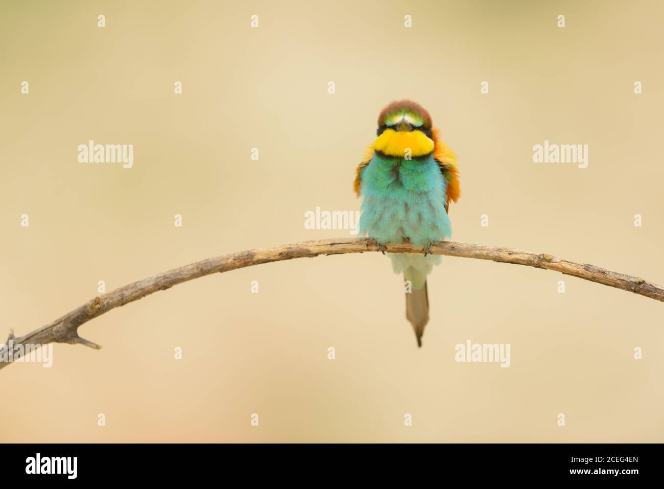 Bird standing on tree branch Stock Photo - Alamy