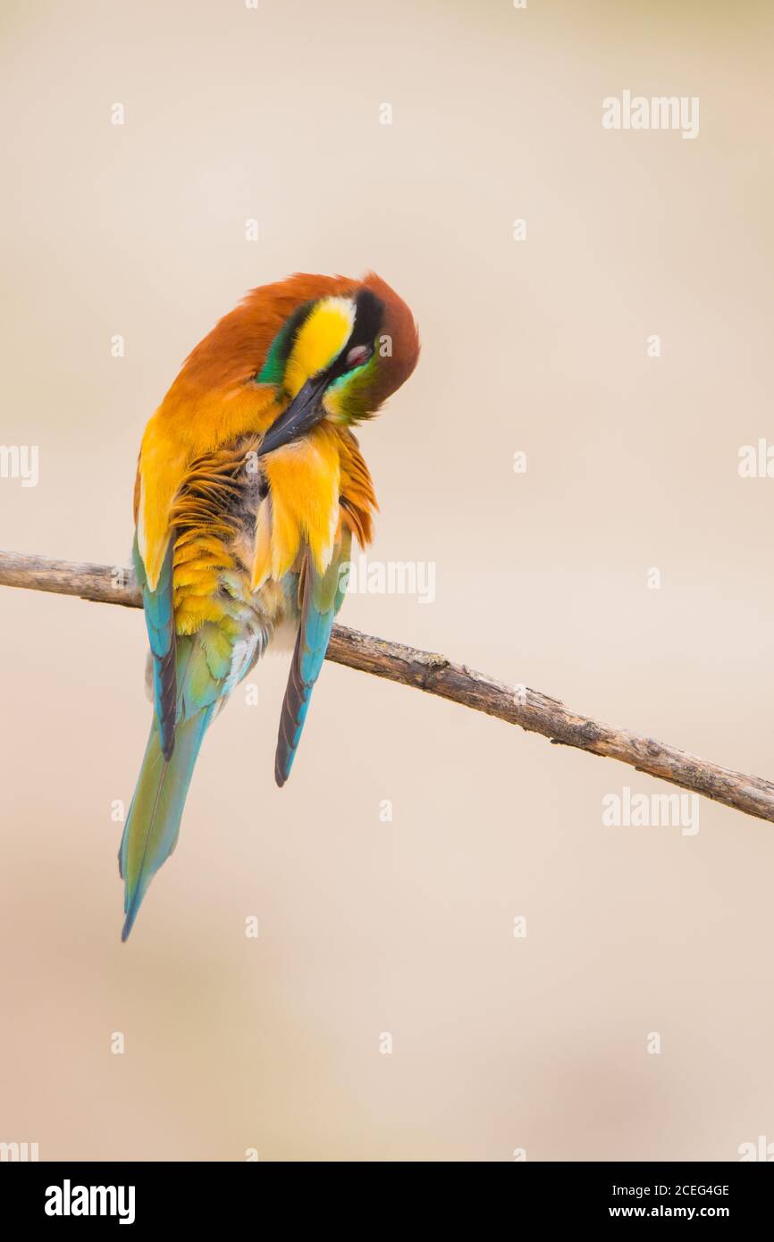 Bird standing on tree branch Stock Photo - Alamy