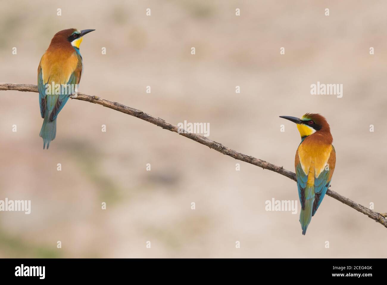 Birds standing on tree branch Stock Photo - Alamy