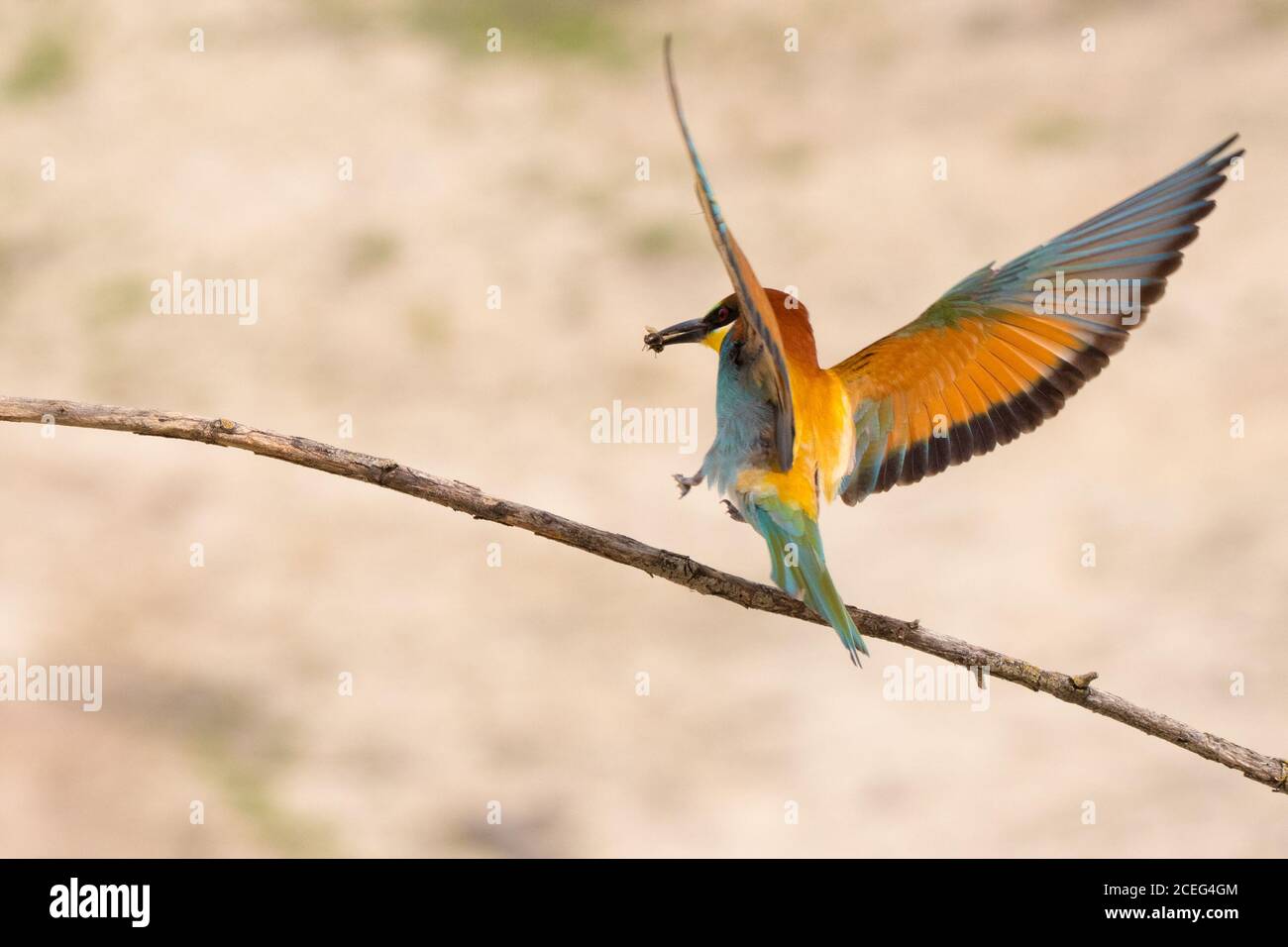 Bird standing on tree branch Stock Photo - Alamy
