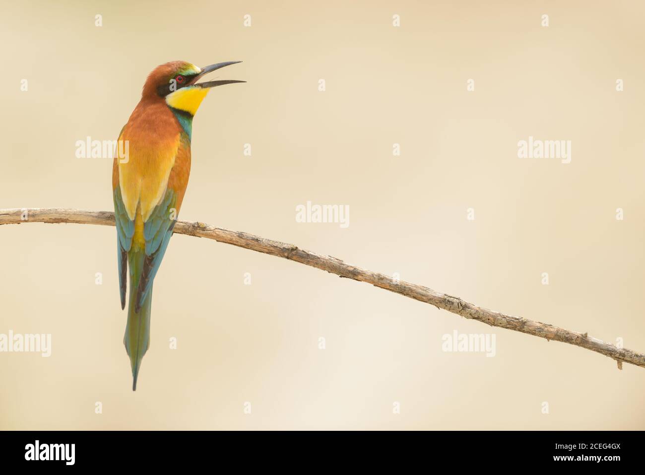 Bird standing on tree branch Stock Photo - Alamy