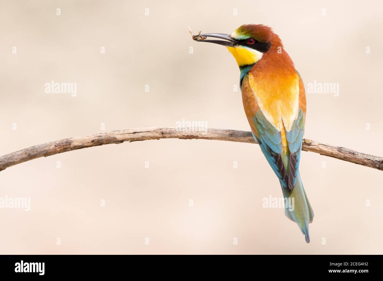 Bird standing on tree branch Stock Photo - Alamy