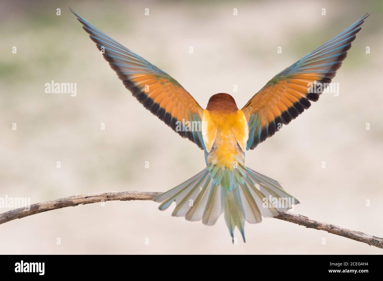 Bird standing on tree branch Stock Photo - Alamy