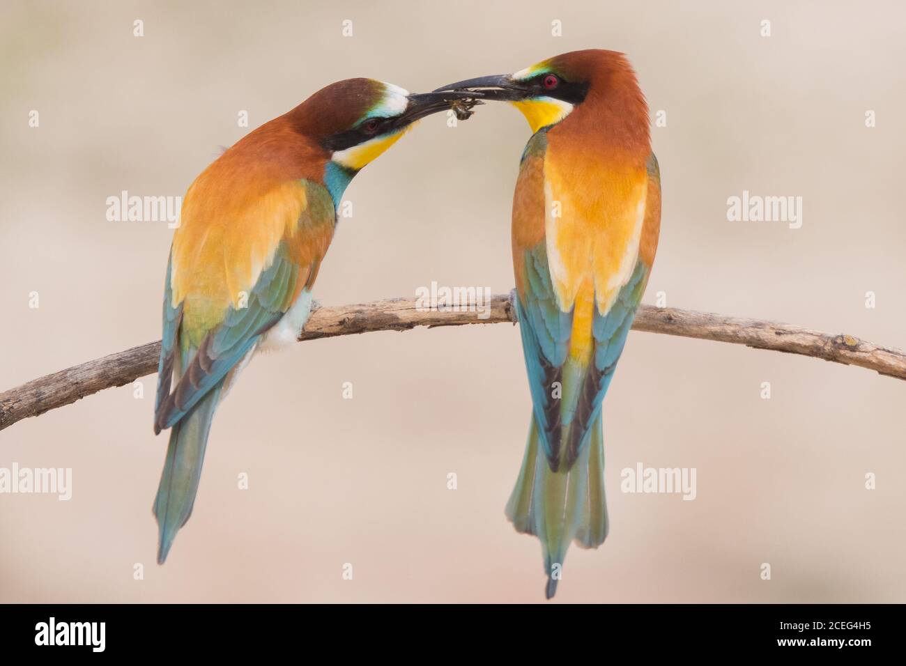 Birds standing on tree branch Stock Photo - Alamy