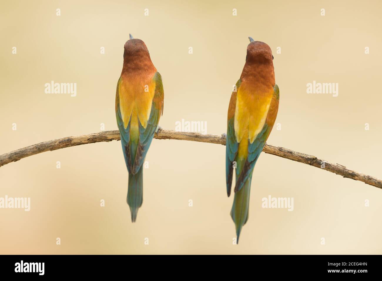 Birds standing on tree branch Stock Photo - Alamy