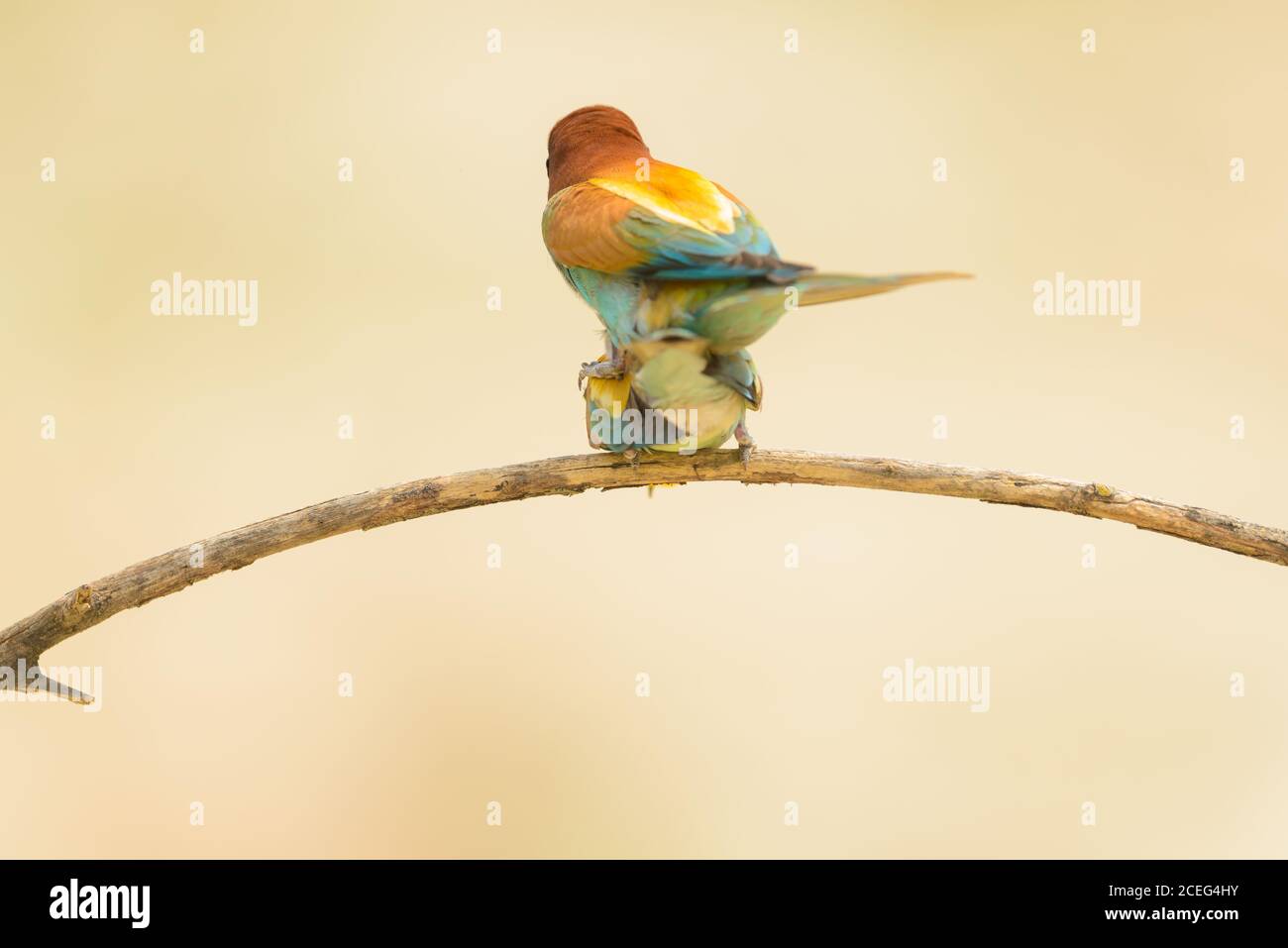Birds standing on tree branch Stock Photo - Alamy
