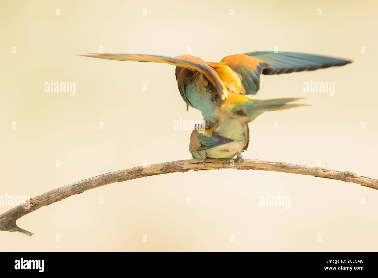 Birds standing on tree branch Stock Photo - Alamy