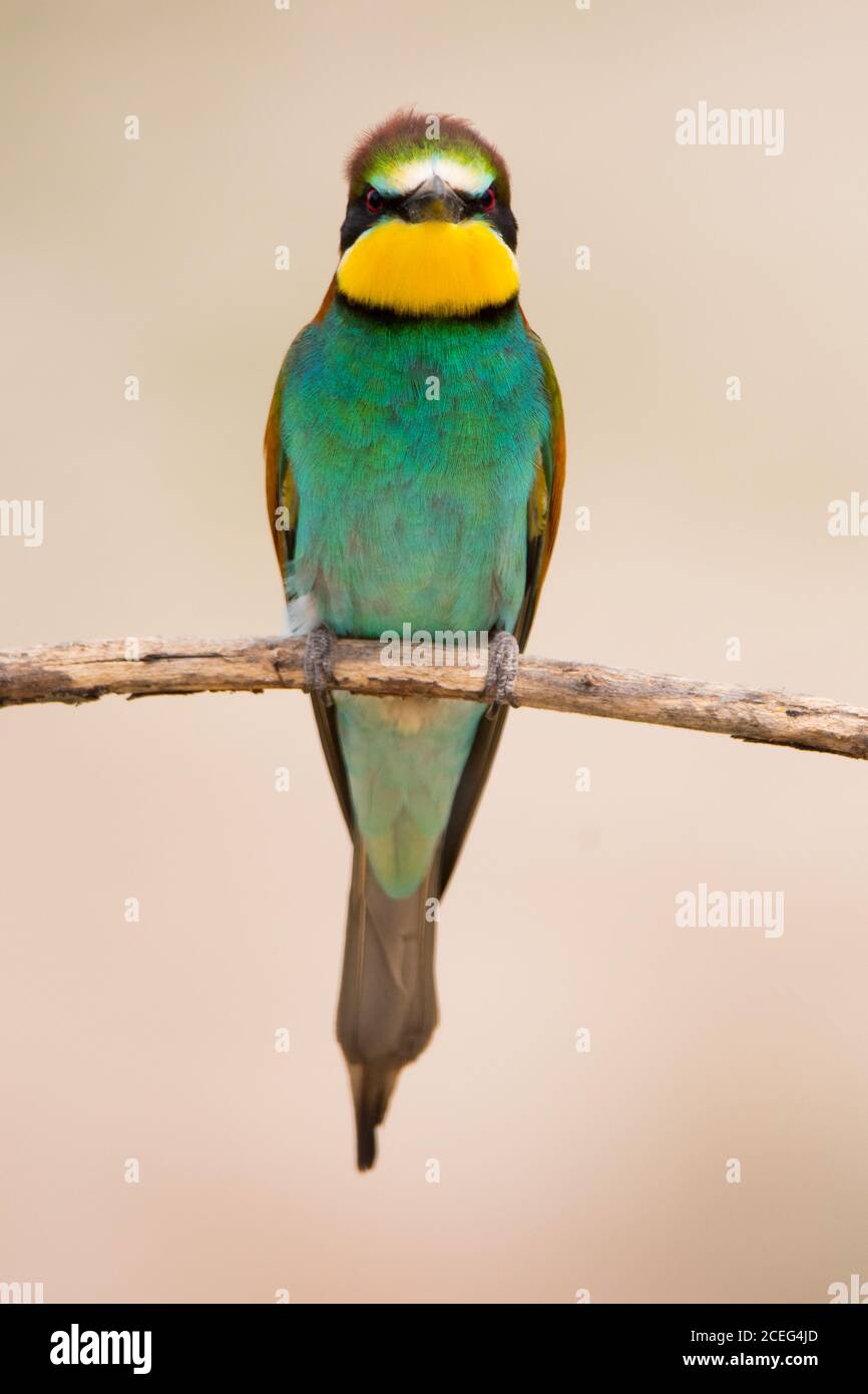 Bird standing on tree branch Stock Photo - Alamy